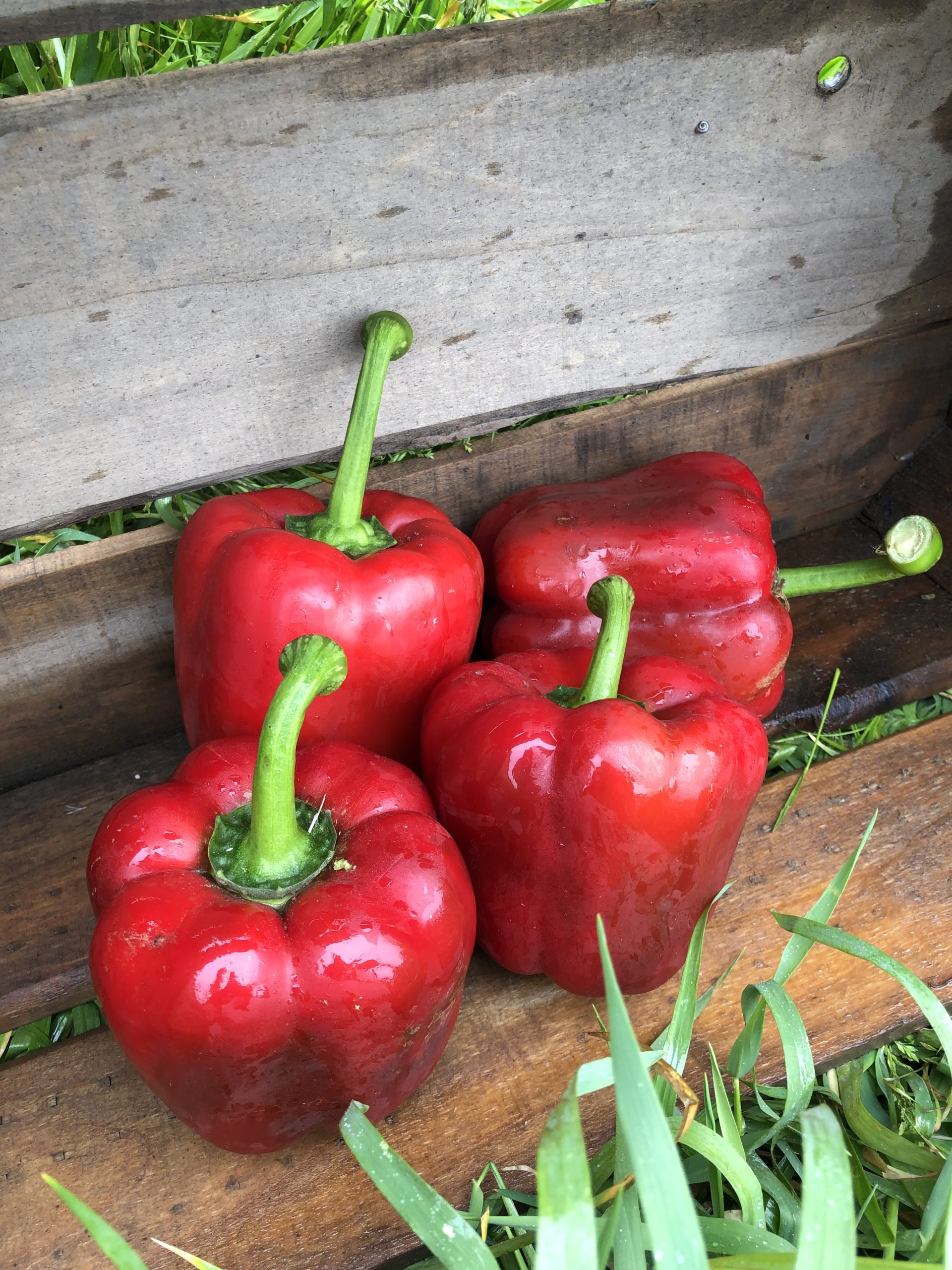 Poivron Rouge - Les Paniers de Didier
