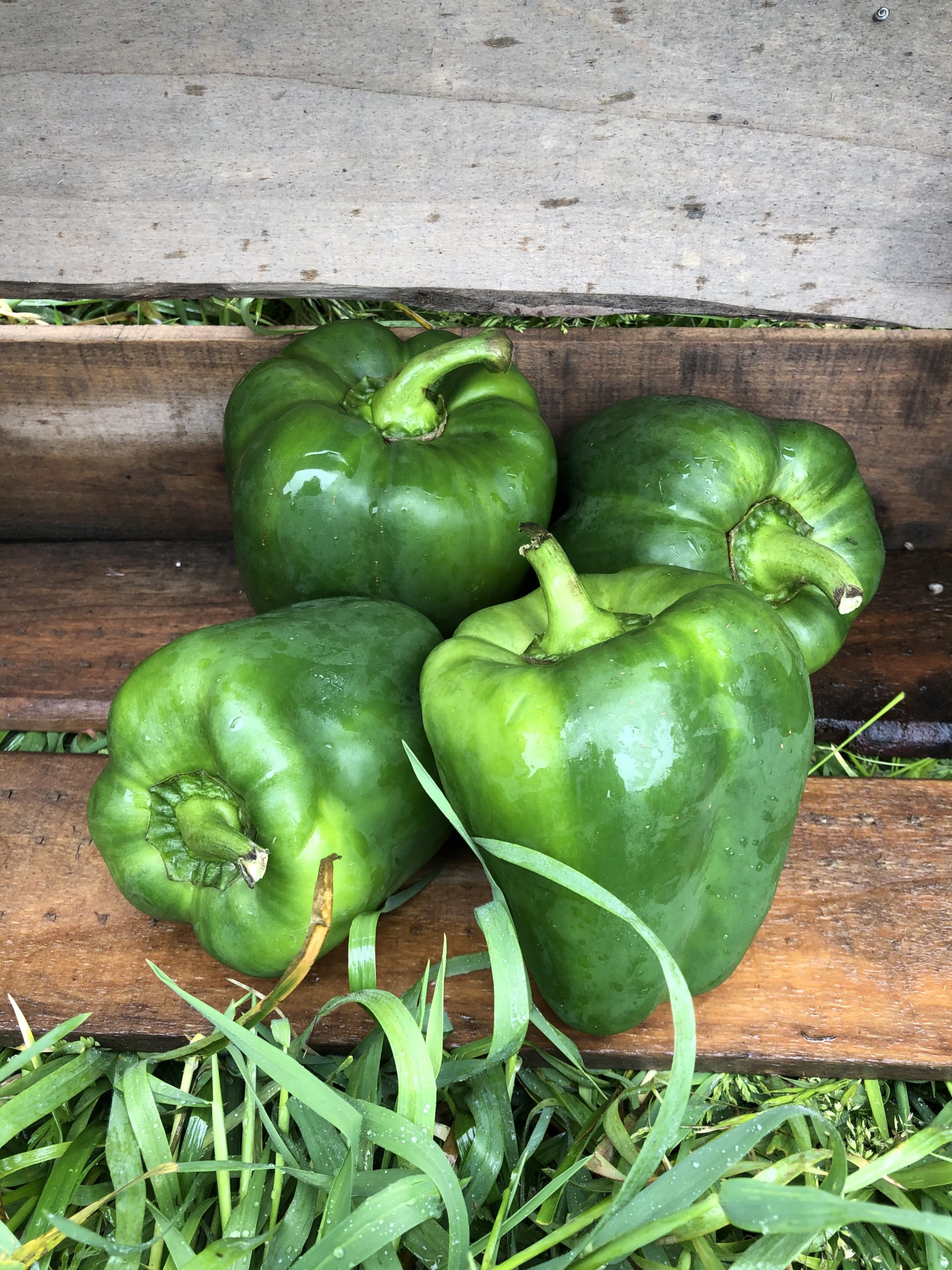 Poivron Vert - Les Paniers de Didier